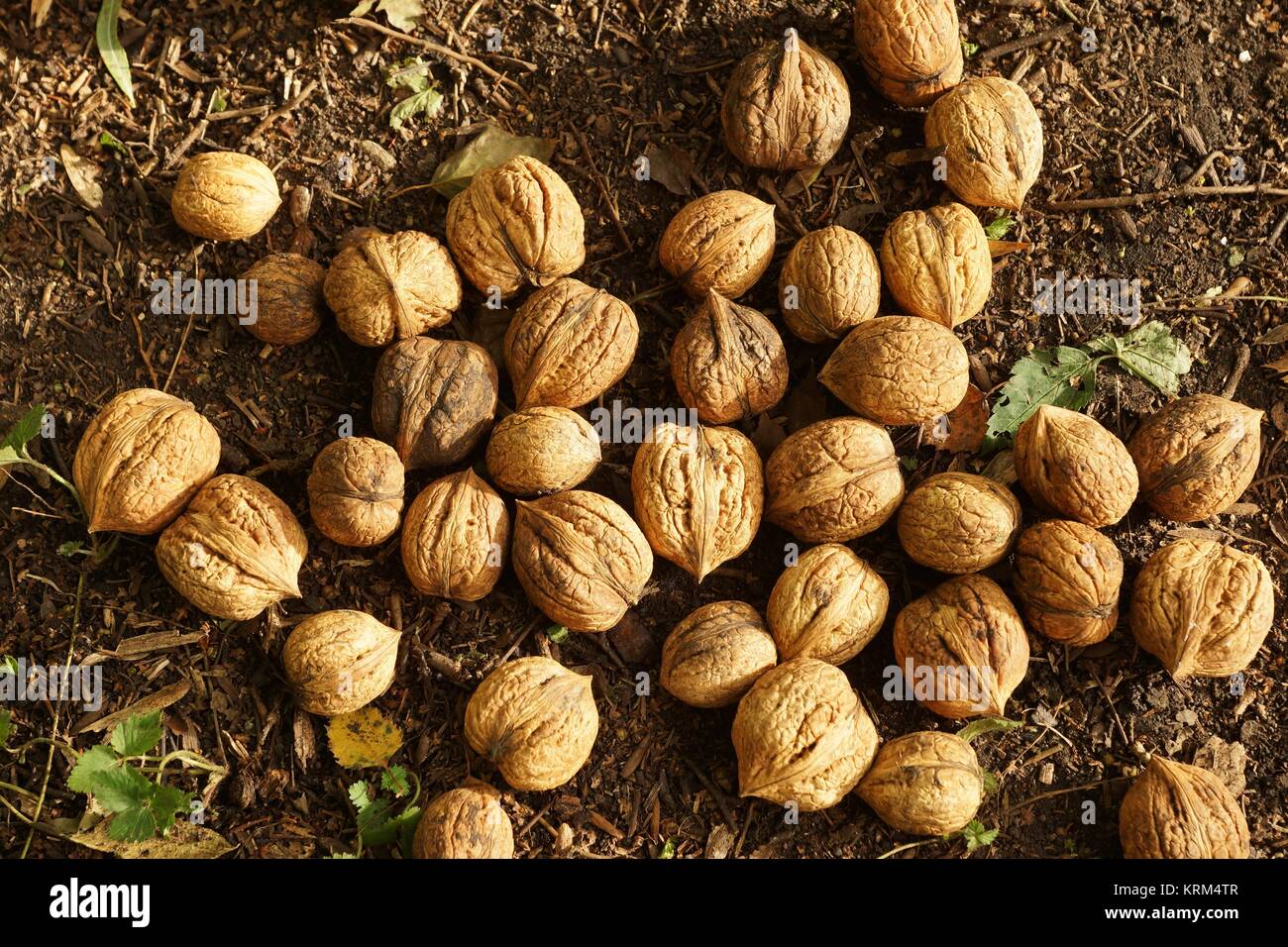 walnuesse lying on ground Stock Photo - Alamy
