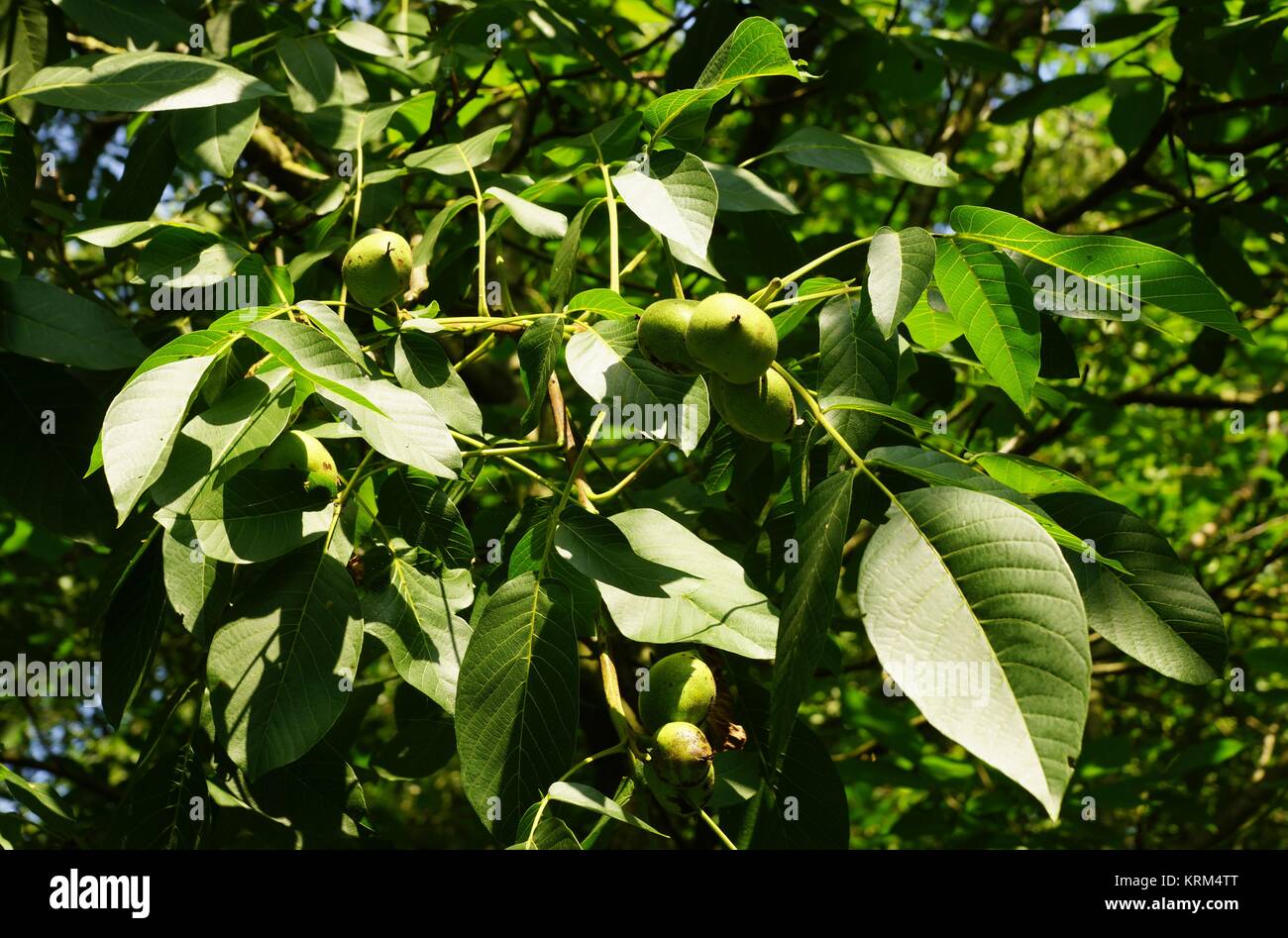 walnuts in a walnut tree Stock Photo - Alamy