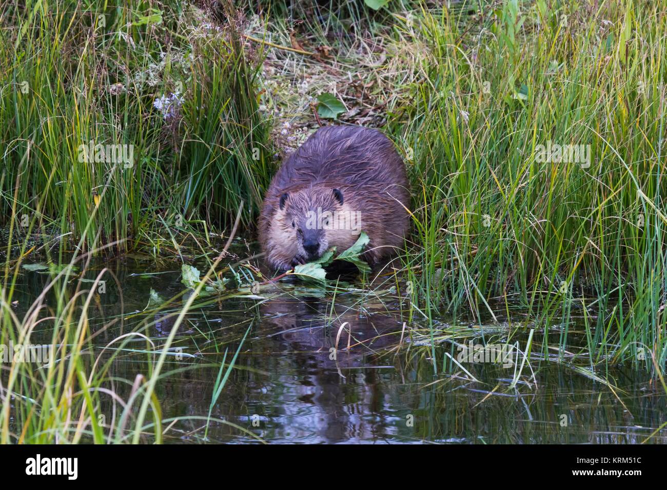 Kanadischer Biber 19, Canadian Beaver 19 Stock Photo - Alamy