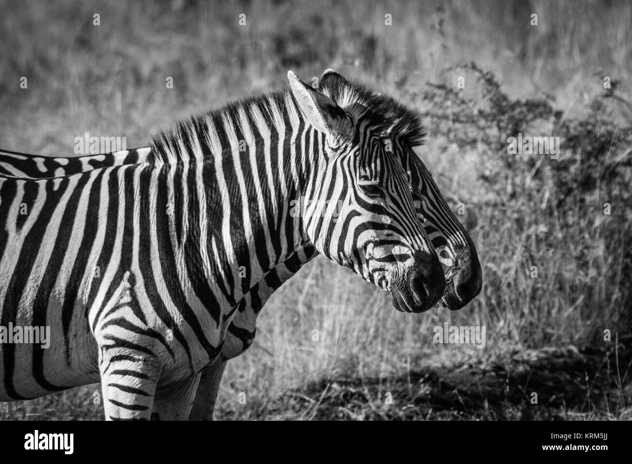 South landscape night Black and White Stock Photos & Images - Alamy