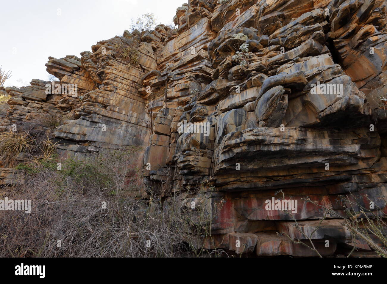 the landscape of the caatinga in brazil Stock Photo - Alamy