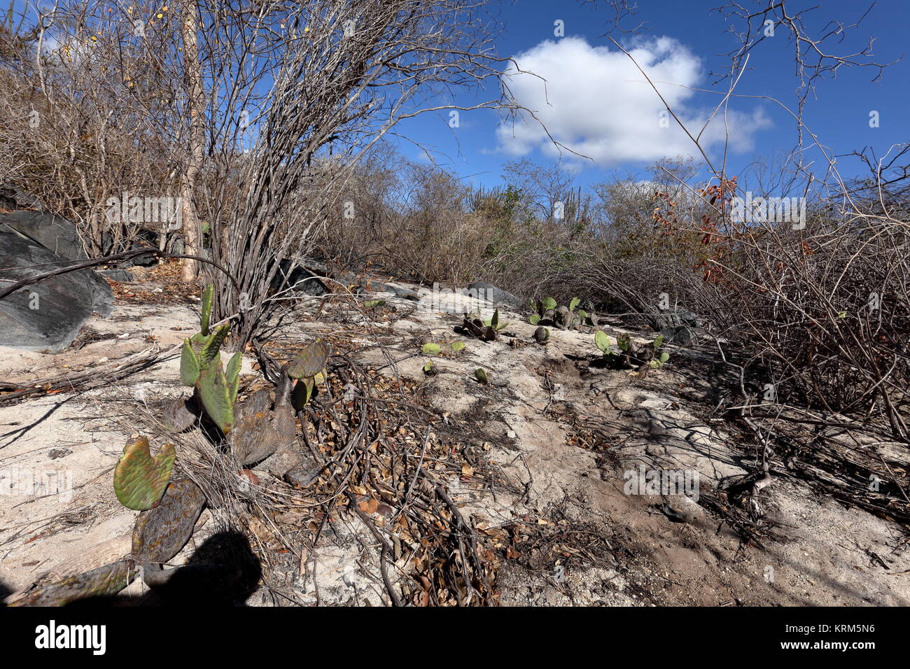 the landscape of the caatinga in brazil Stock Photo - Alamy