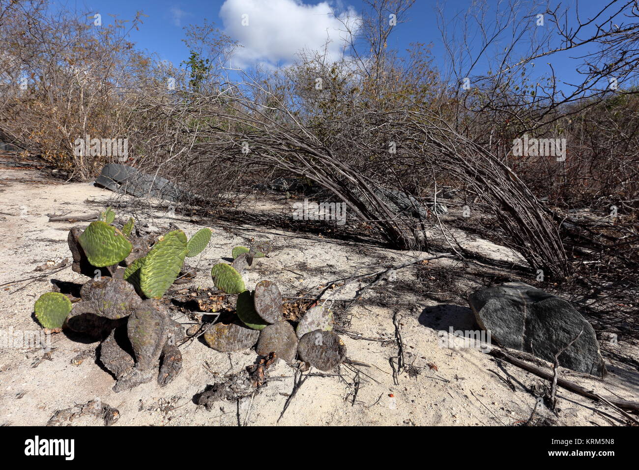 cacti in the caatinga in brazil Stock Photo - Alamy