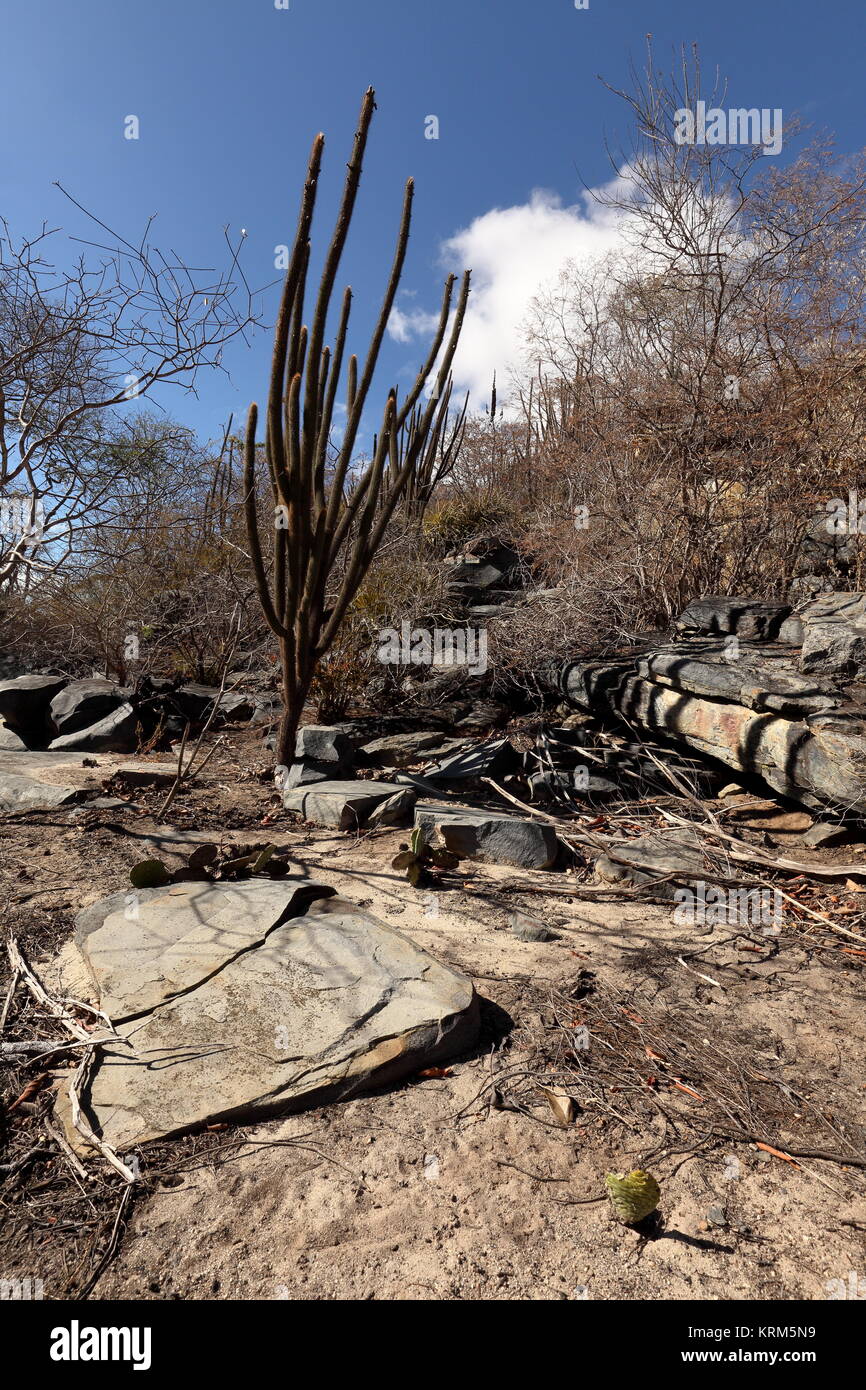 the landscape of the caatinga in brazil Stock Photo - Alamy