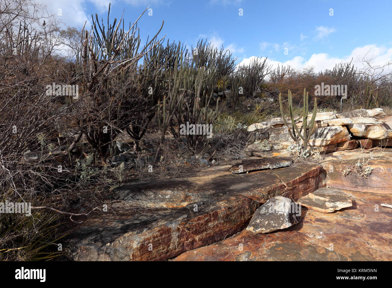 the landscape of the caatinga in brazil Stock Photo - Alamy