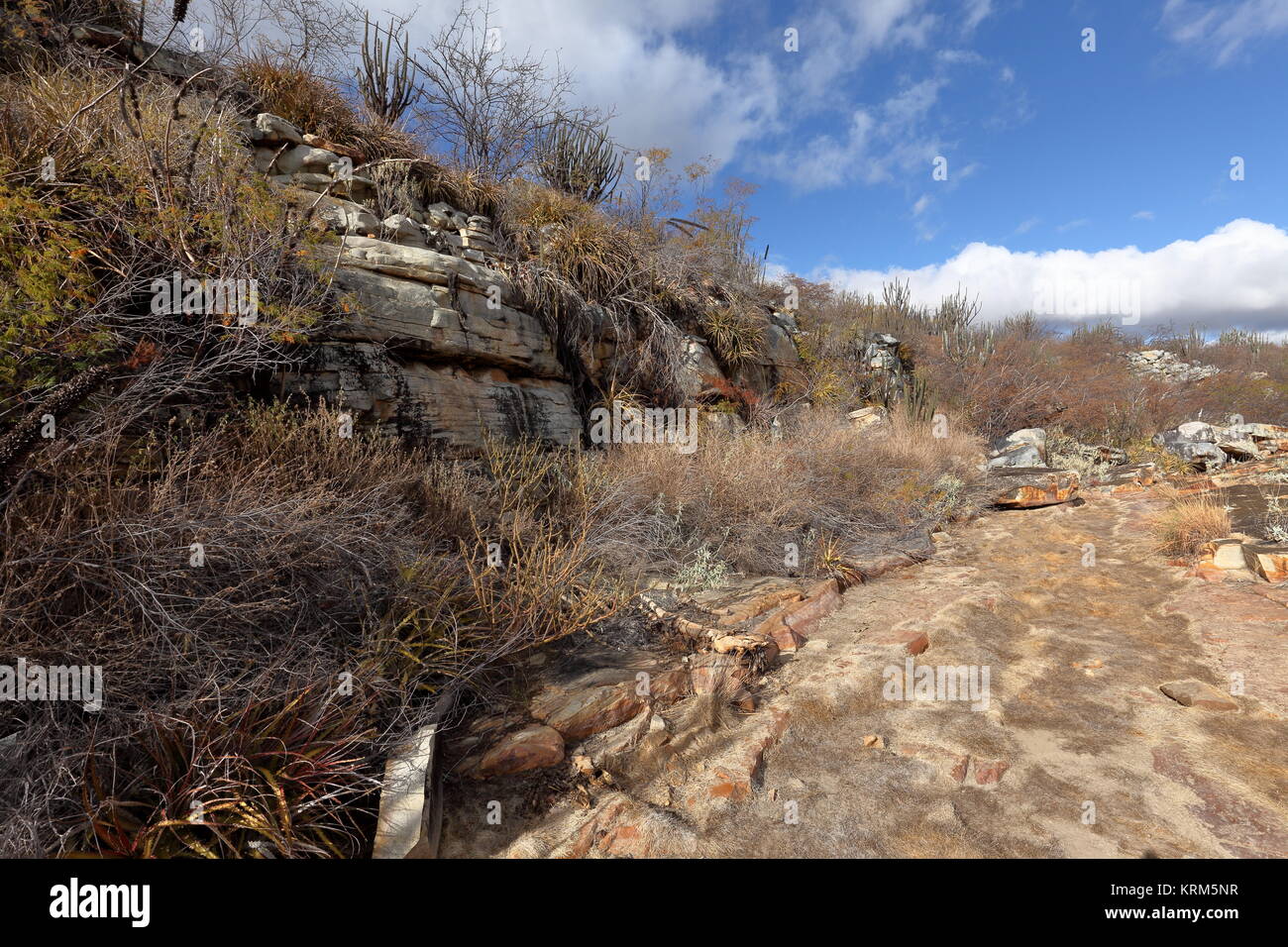 the landscape of the caatinga in brazil Stock Photo - Alamy