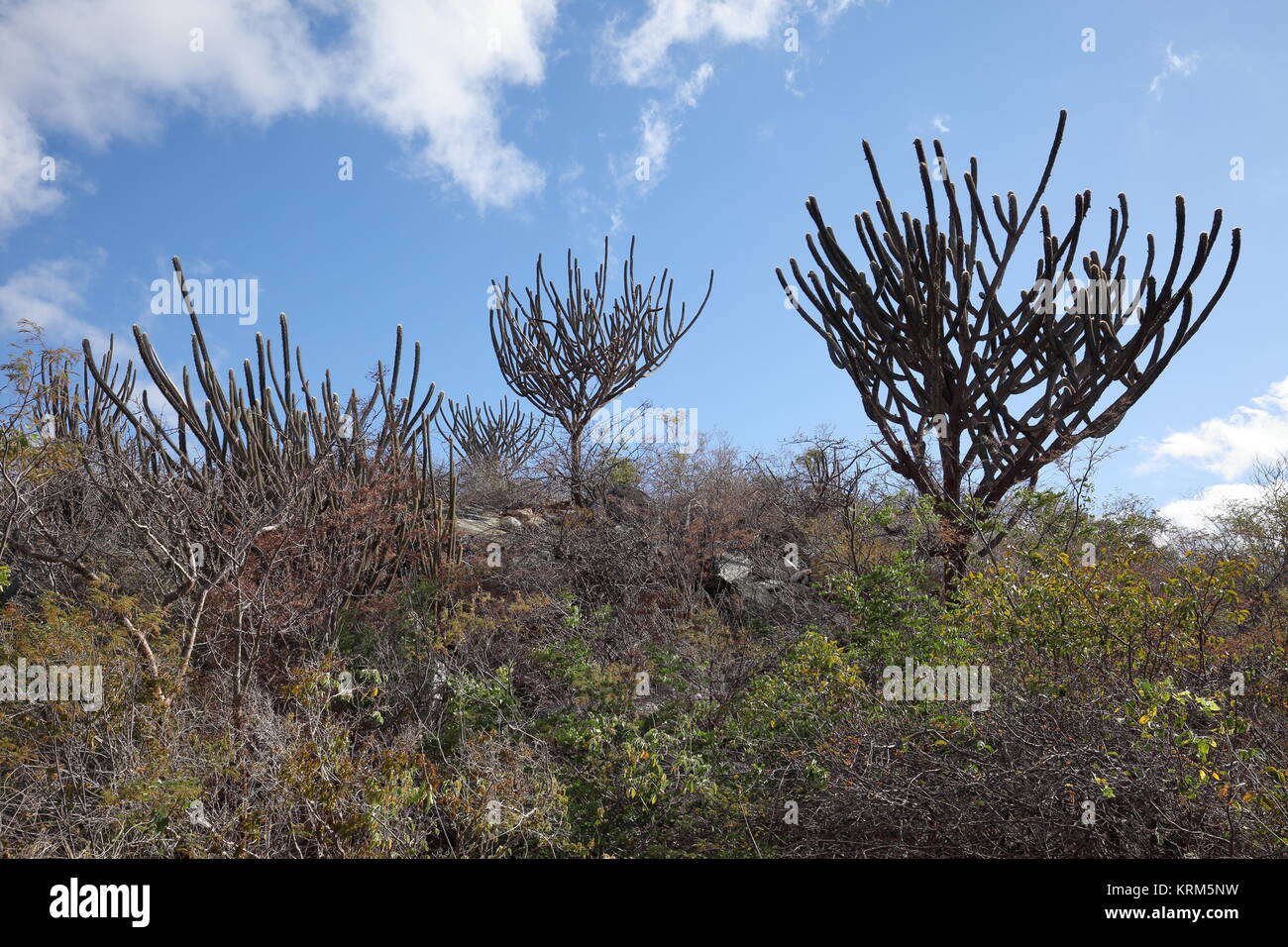 the landscape of the caatinga in brazil Stock Photo - Alamy