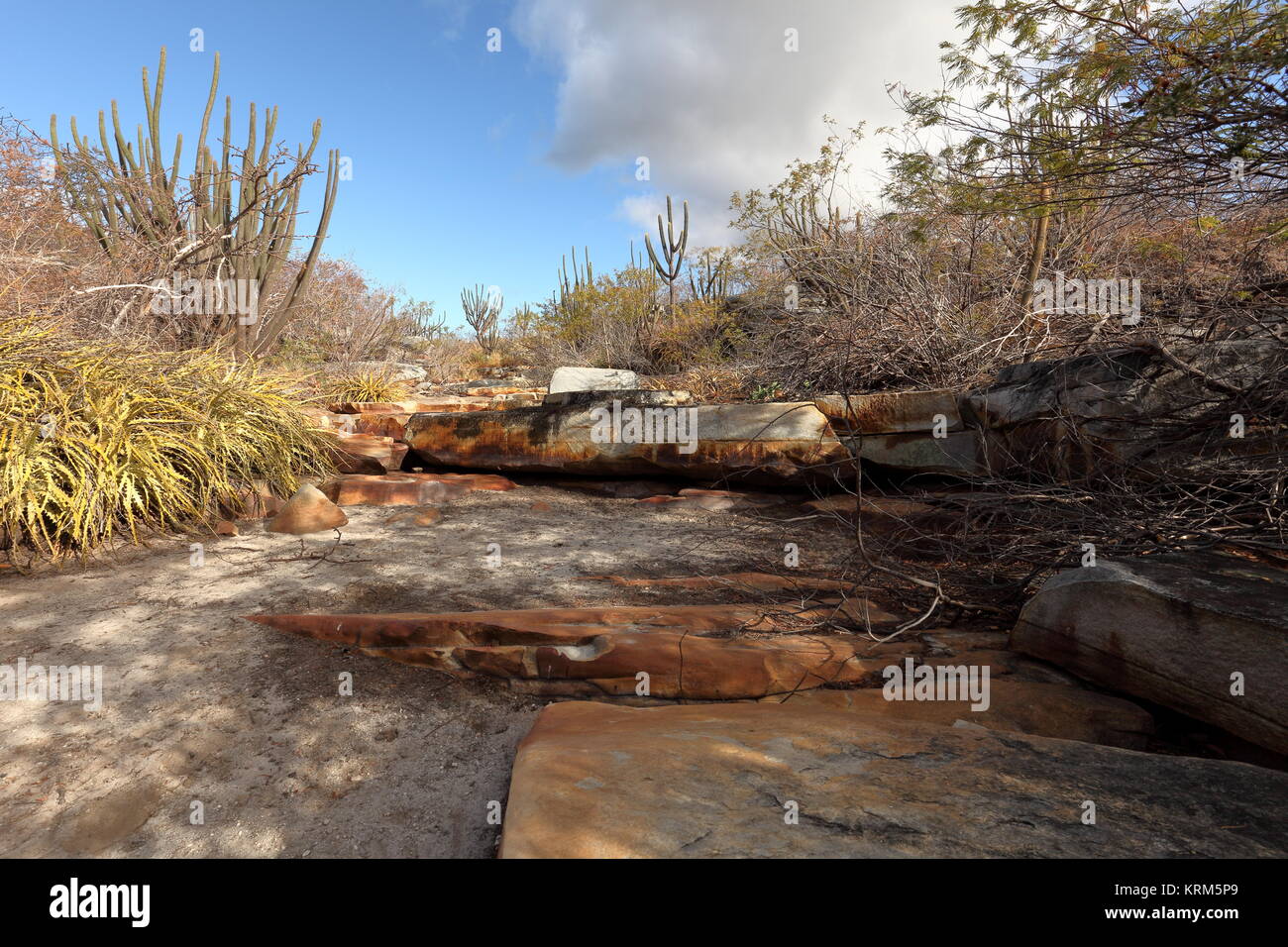 the landscape of the caatinga in brazil Stock Photo - Alamy