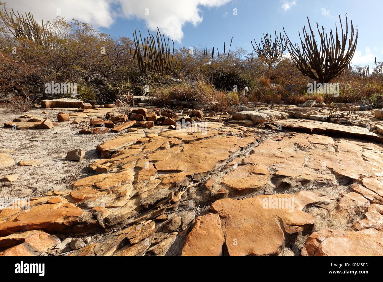the landscape of the caatinga in brazil Stock Photo - Alamy