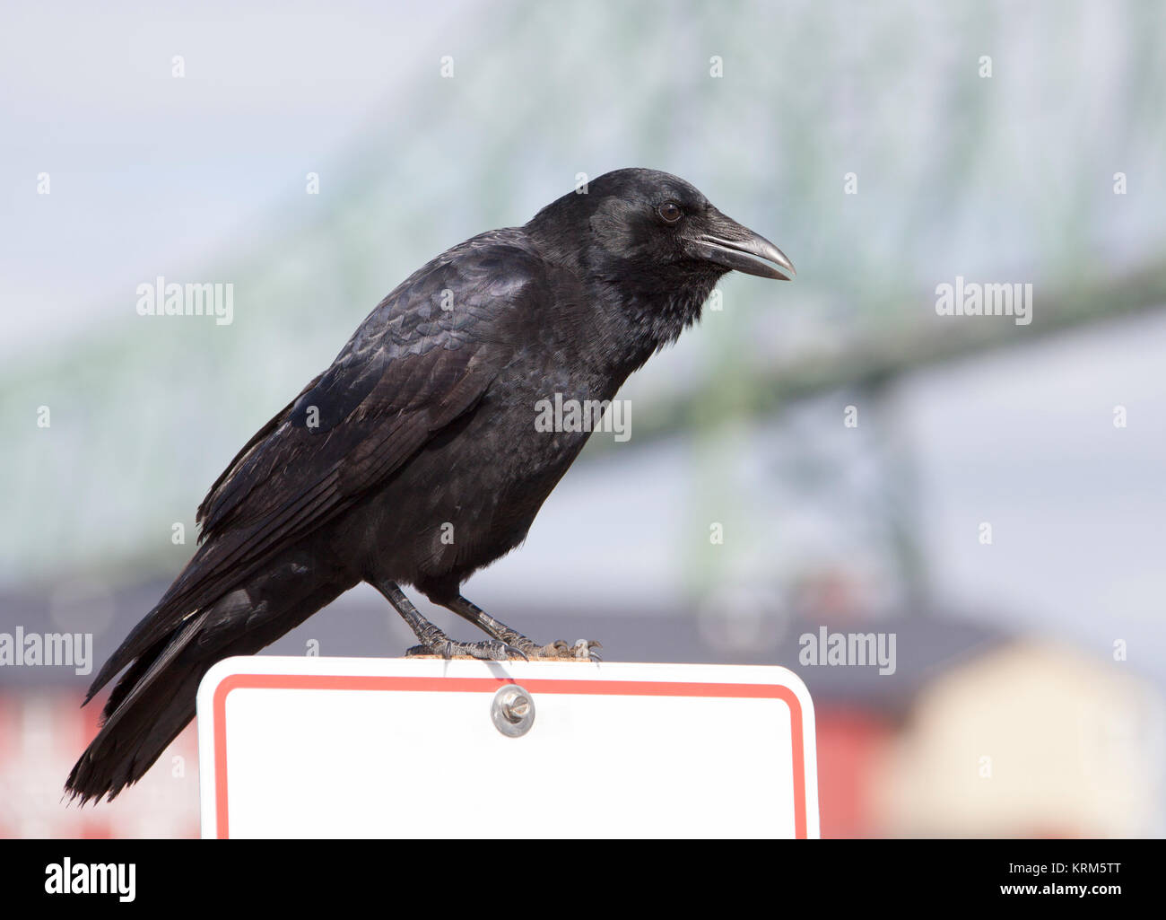 Crow By The Bridge Stock Photo - Alamy