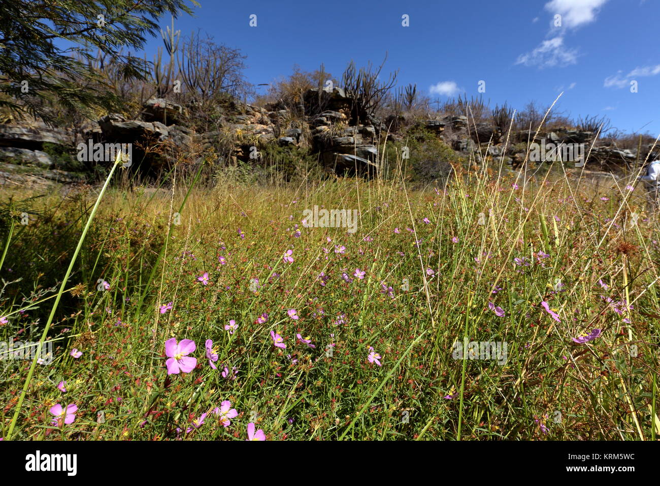 the caatinga landscape in brazil Stock Photo - Alamy