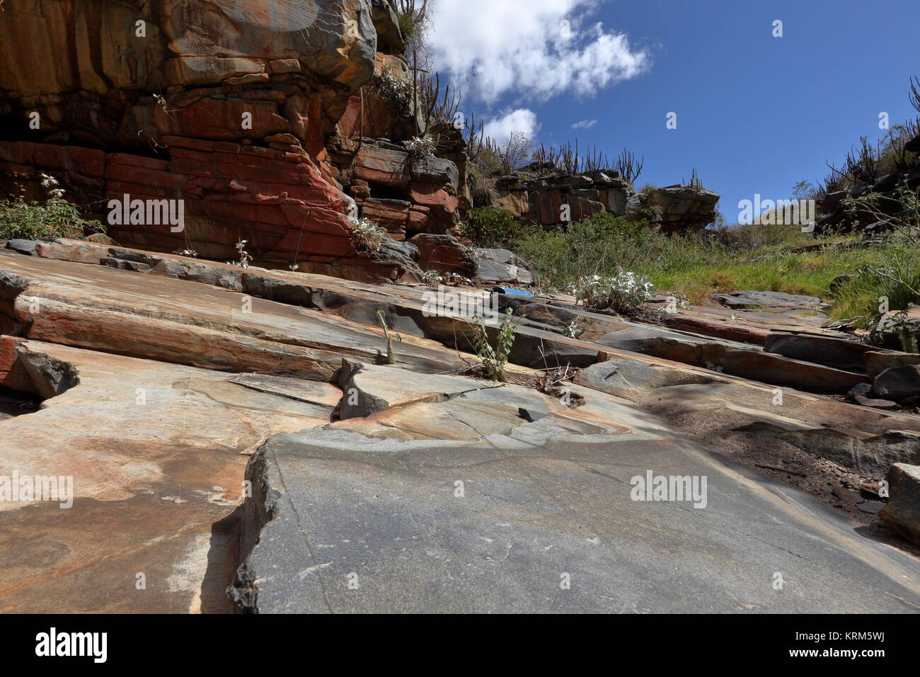 the landscape of the caatinga in brazil Stock Photo - Alamy