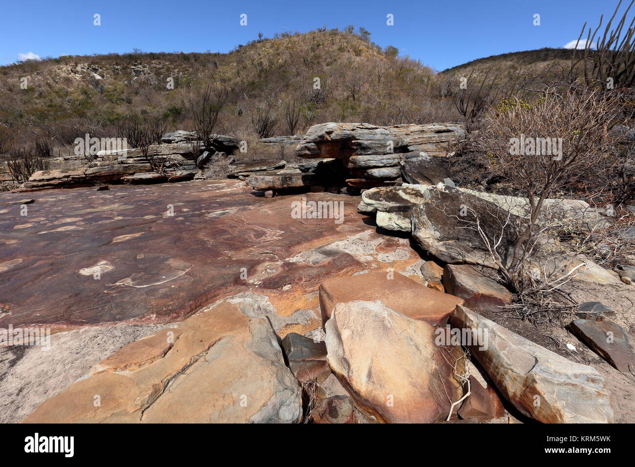 the landscape of the caatinga in brazil Stock Photo - Alamy