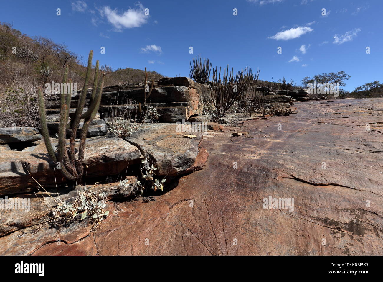 the landscape of the caatinga in brazil Stock Photo - Alamy