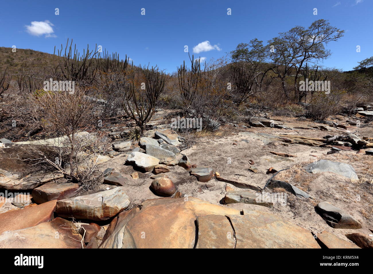 the landscape of the caatinga in brazil Stock Photo - Alamy