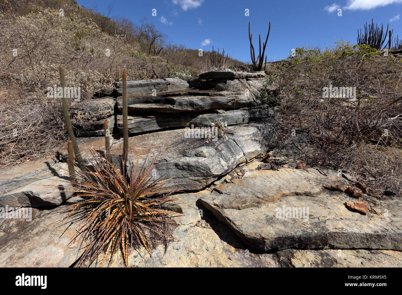 the landscape of the caatinga in brazil Stock Photo - Alamy