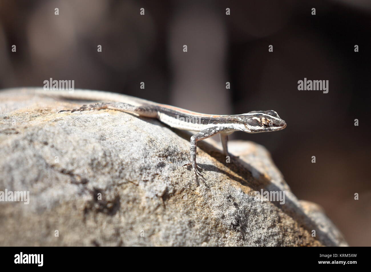 lizards in caatinga of brazil Stock Photo - Alamy