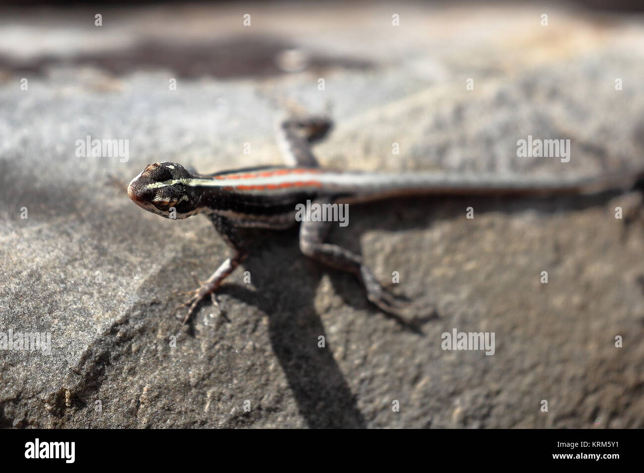 lizards in caatinga of brazil Stock Photo - Alamy