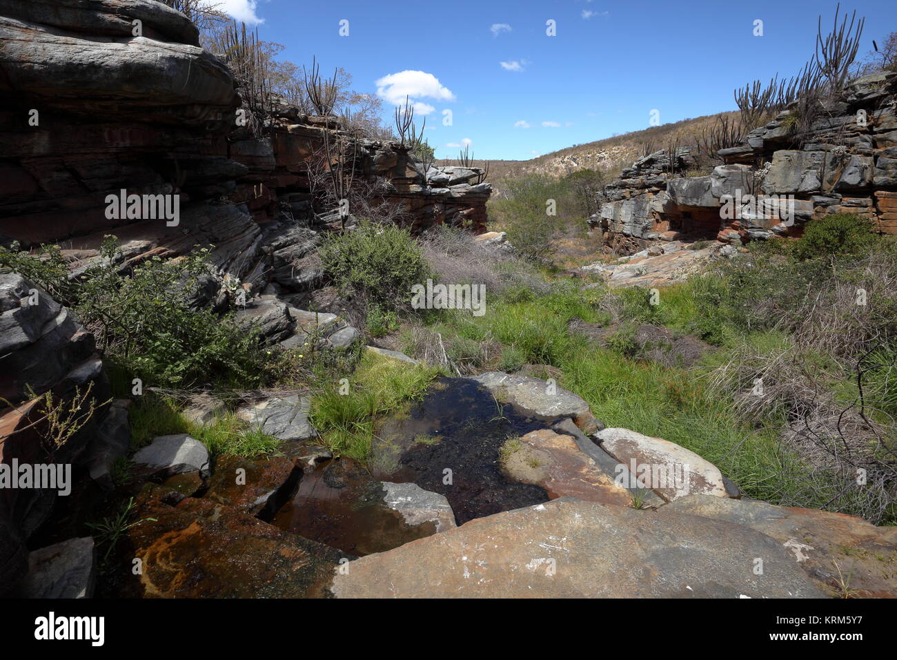 the landscape of the caatinga in brazil Stock Photo - Alamy