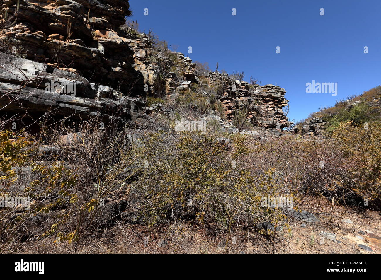 the landscape of the caatinga in brazil Stock Photo - Alamy