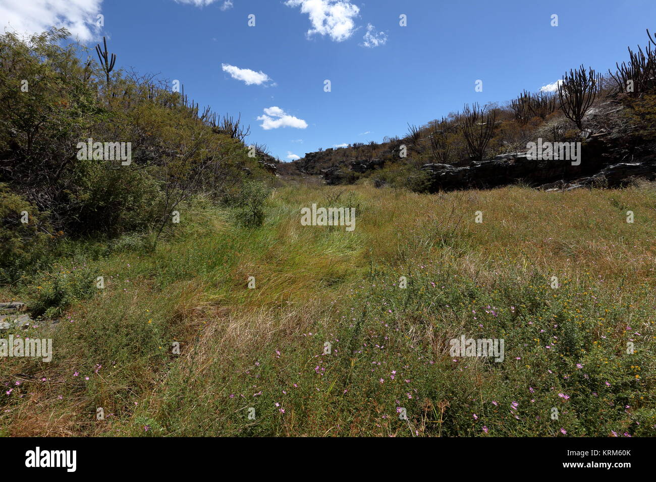 Season in brazil hi-res stock photography and images - Alamy