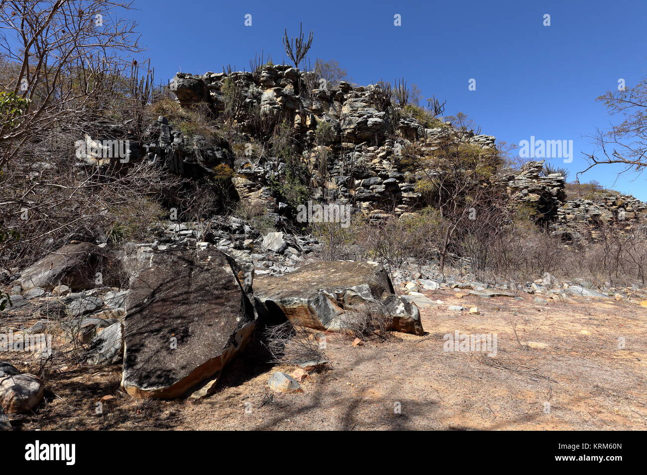 the landscape of the caatinga in brazil Stock Photo - Alamy