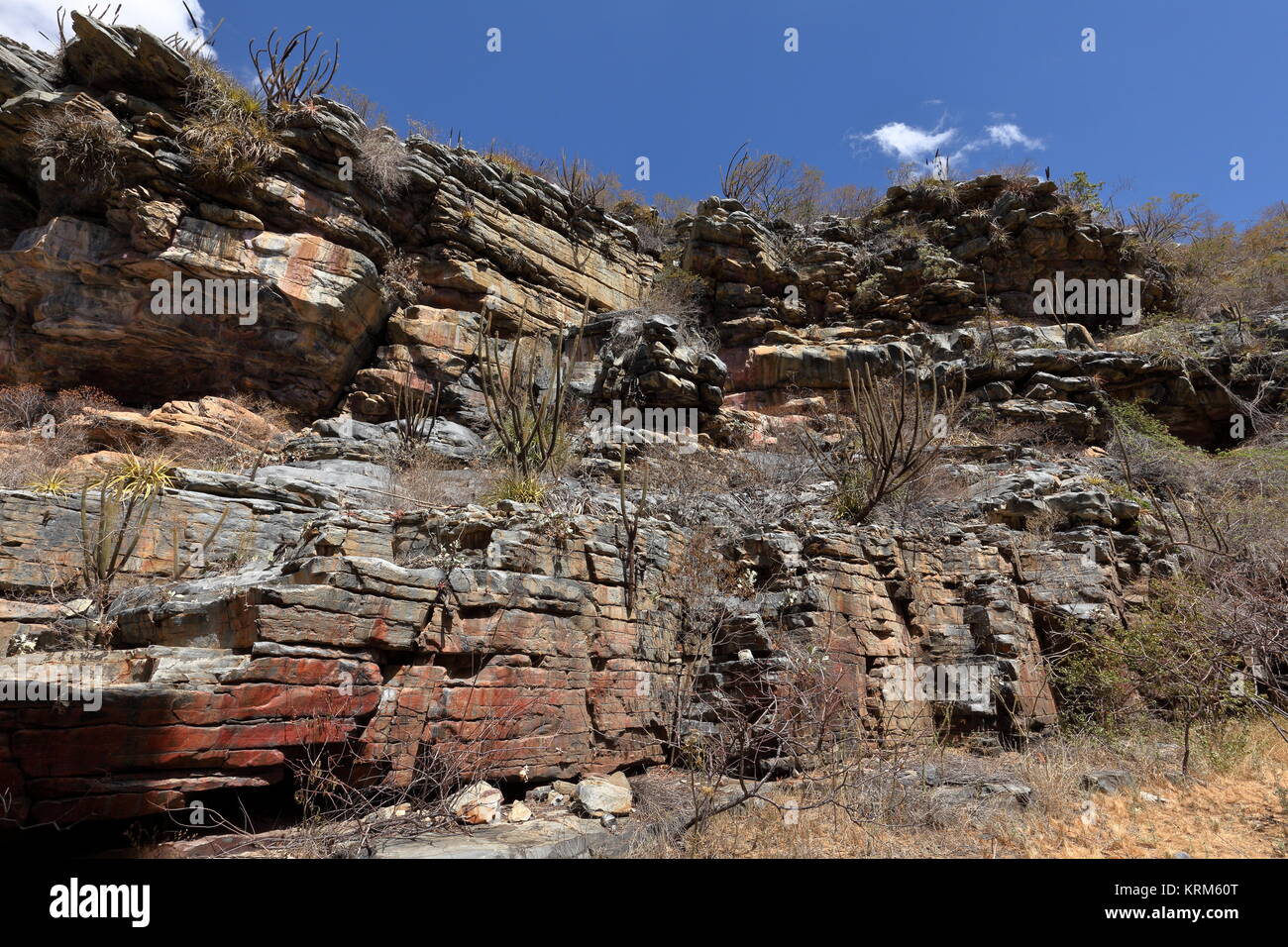 the landscape of the caatinga in brazil Stock Photo - Alamy
