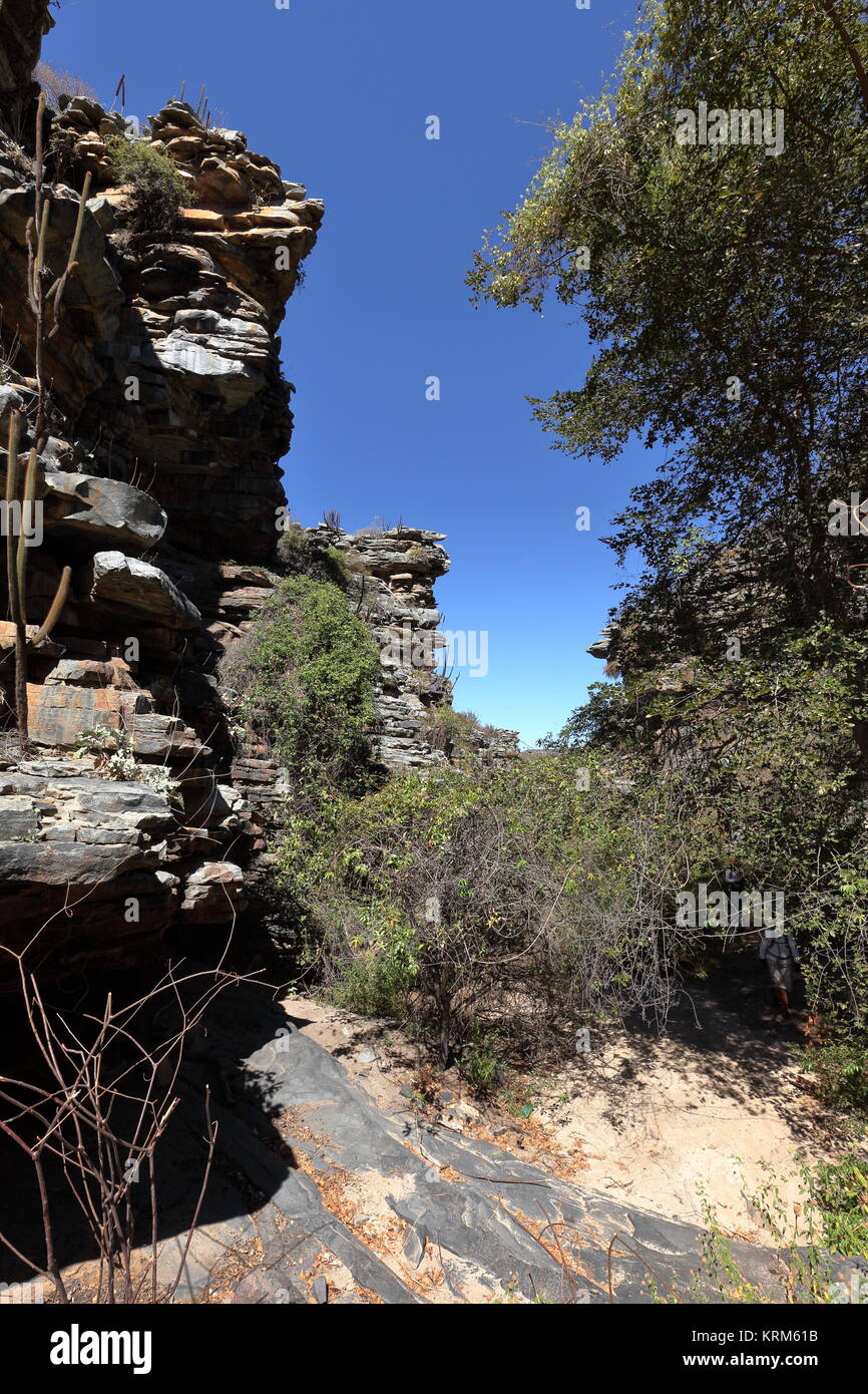 the landscape of the caatinga in brazil Stock Photo - Alamy