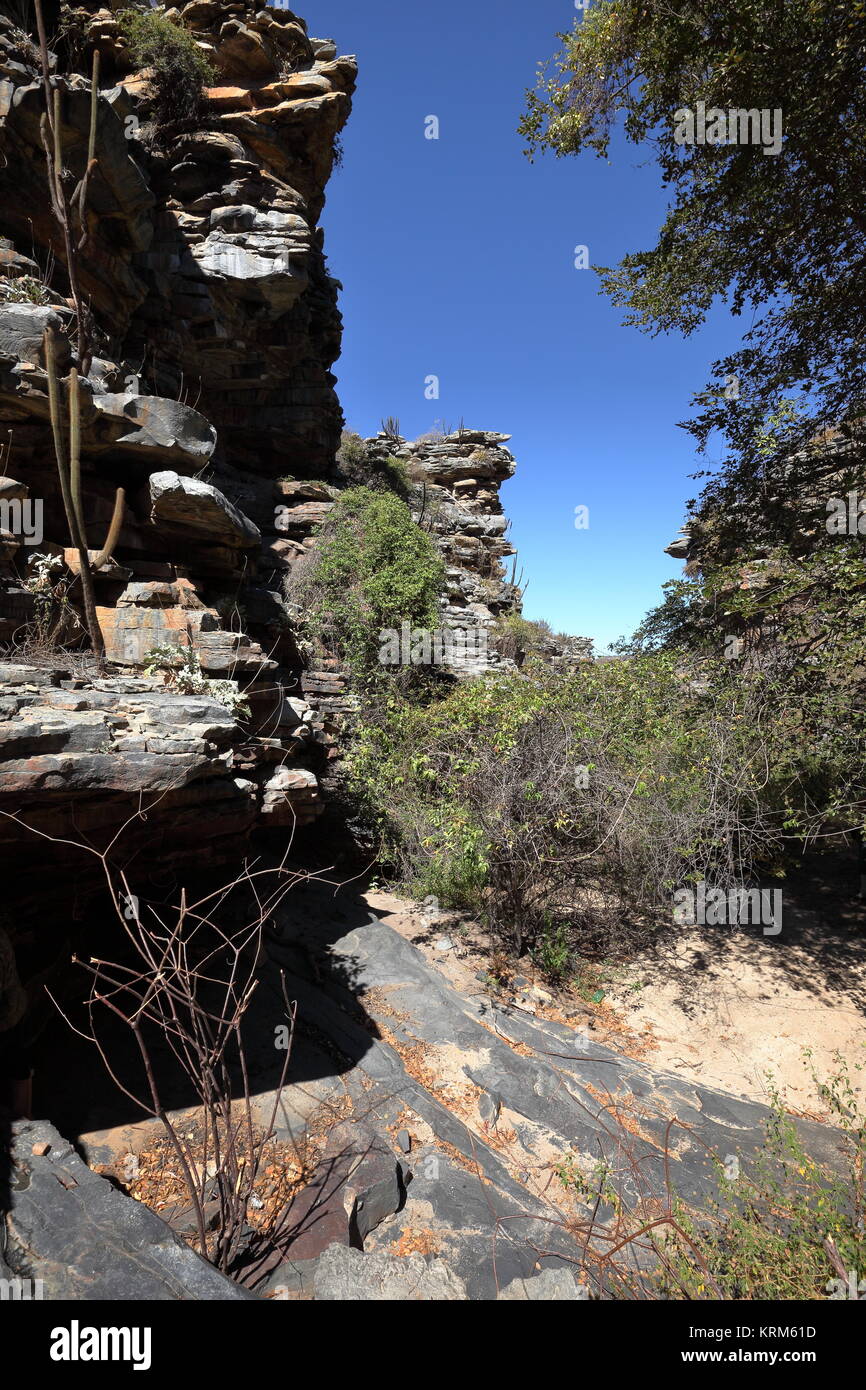 the landscape of the caatinga in brazil Stock Photo - Alamy