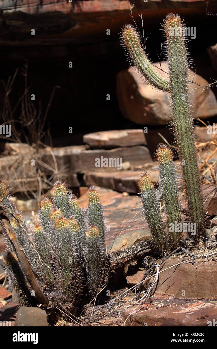 cacti in the caatinga in brazil Stock Photo - Alamy