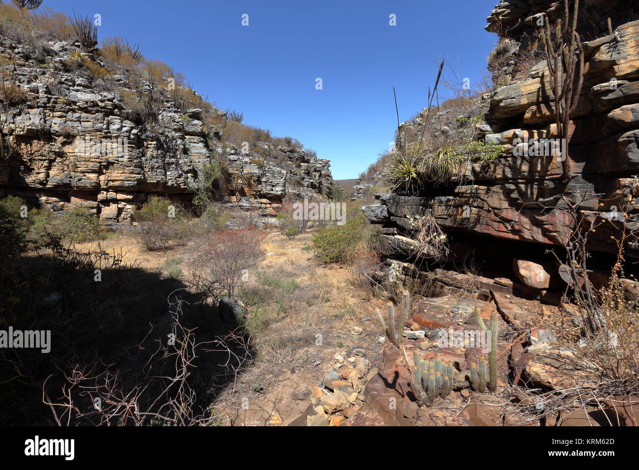 the landscape of the caatinga in brazil Stock Photo - Alamy
