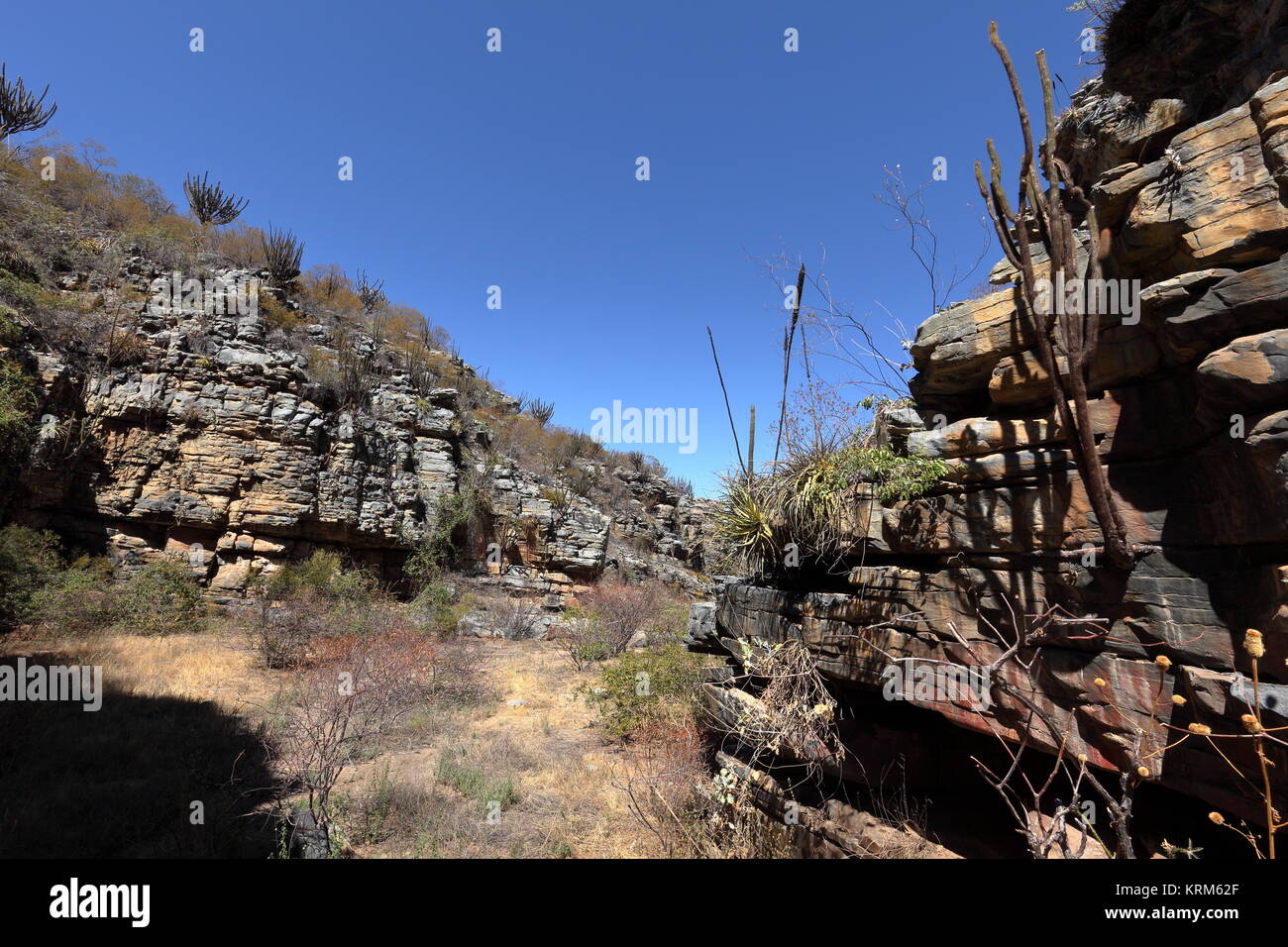 the landscape of the caatinga in brazil Stock Photo - Alamy