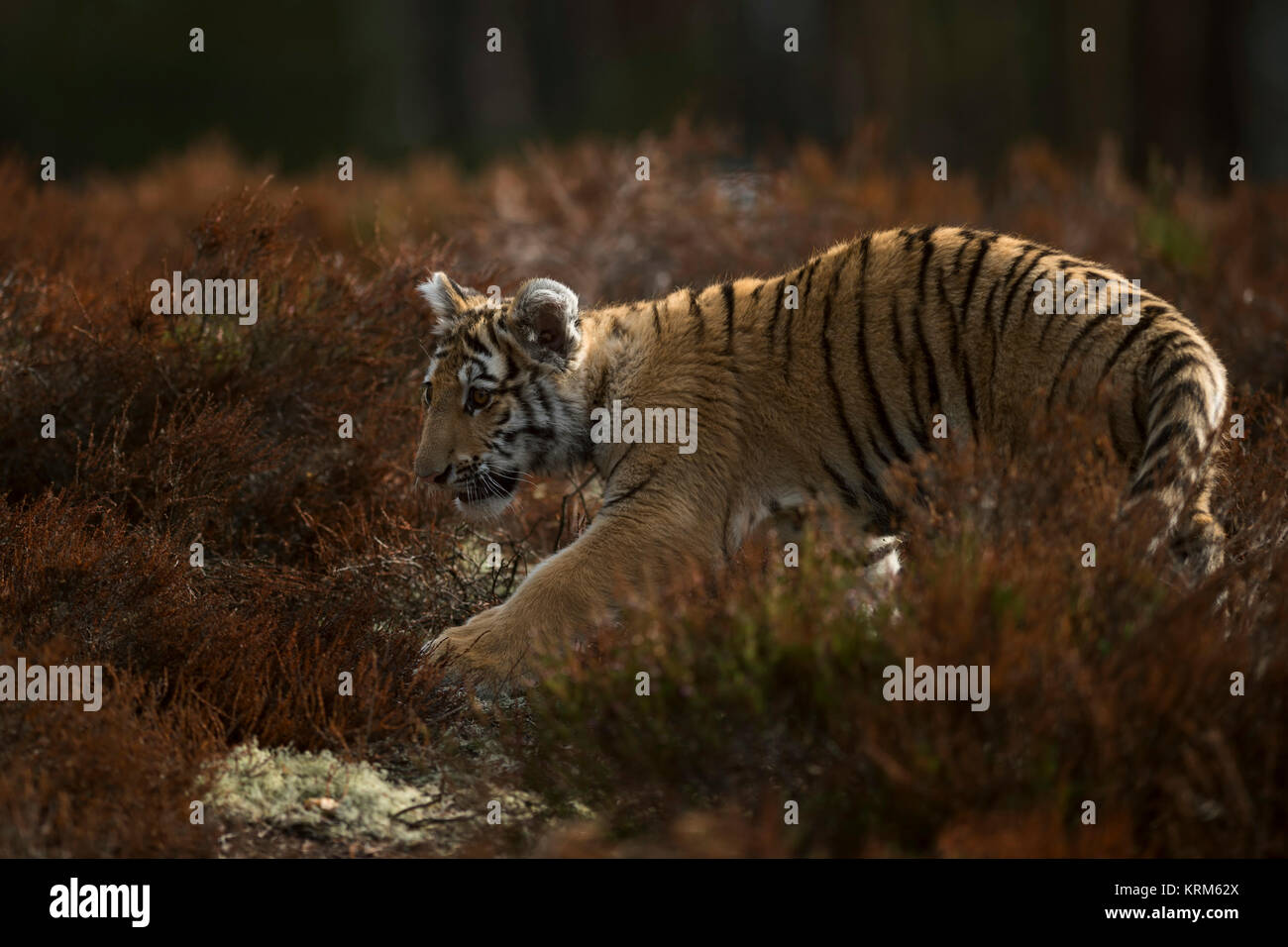 Indischer tiger koenigstiger panthera tigris hi-res stock photography ...
