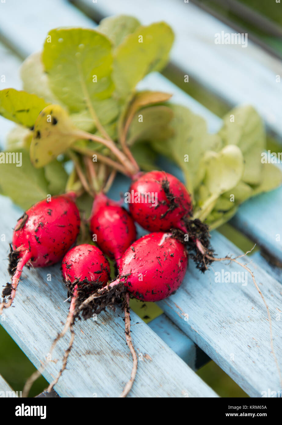 Fresh Red Radishes Harvested from Garden Stock Photo - Alamy