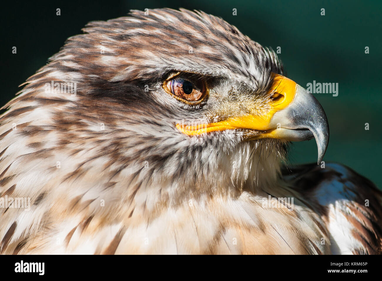 raptor raptor hunter Stock Photo - Alamy