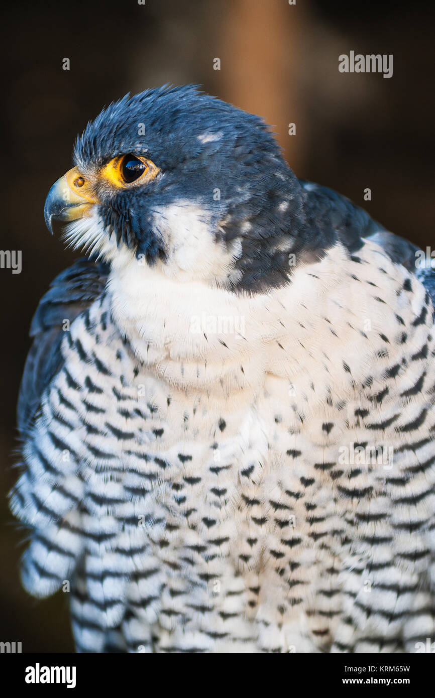 falcon raptor bird of prey Stock Photo - Alamy