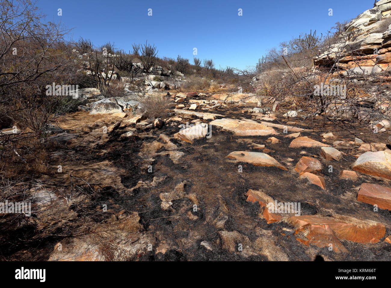 the landscape of the caatinga in brazil Stock Photo - Alamy