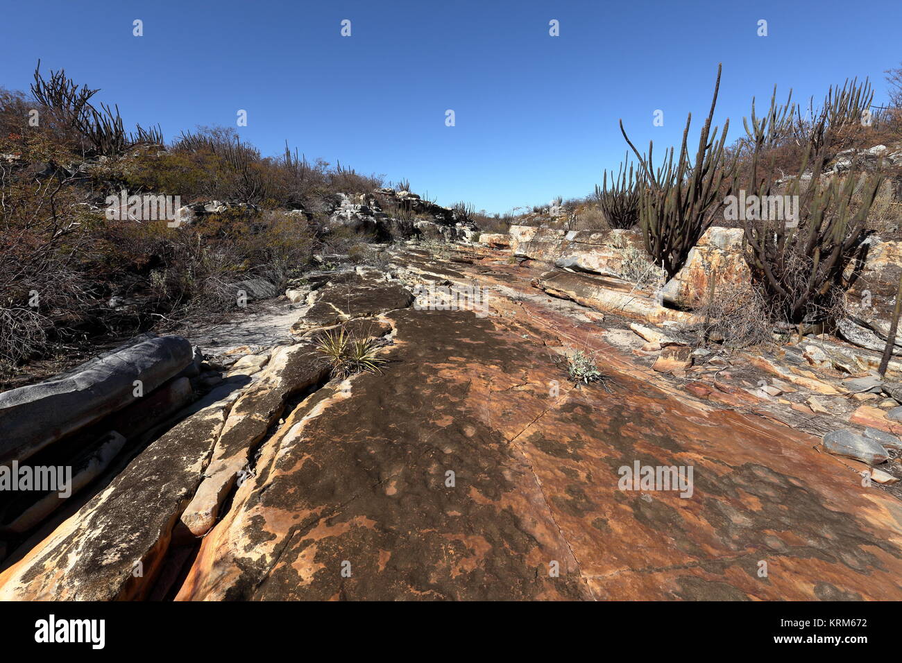 the landscape of the caatinga in brazil Stock Photo - Alamy