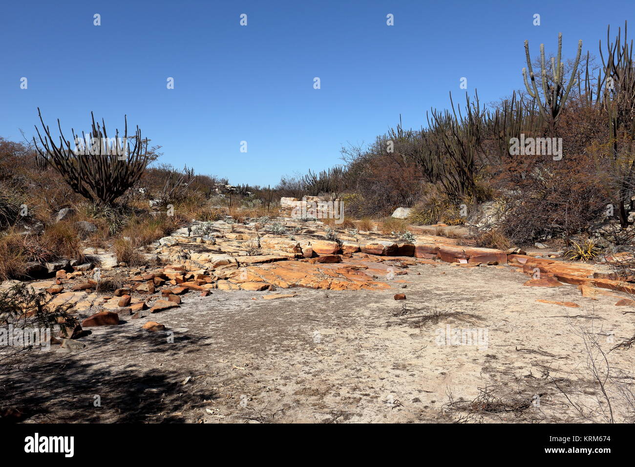 the landscape of the caatinga in brazil Stock Photo - Alamy