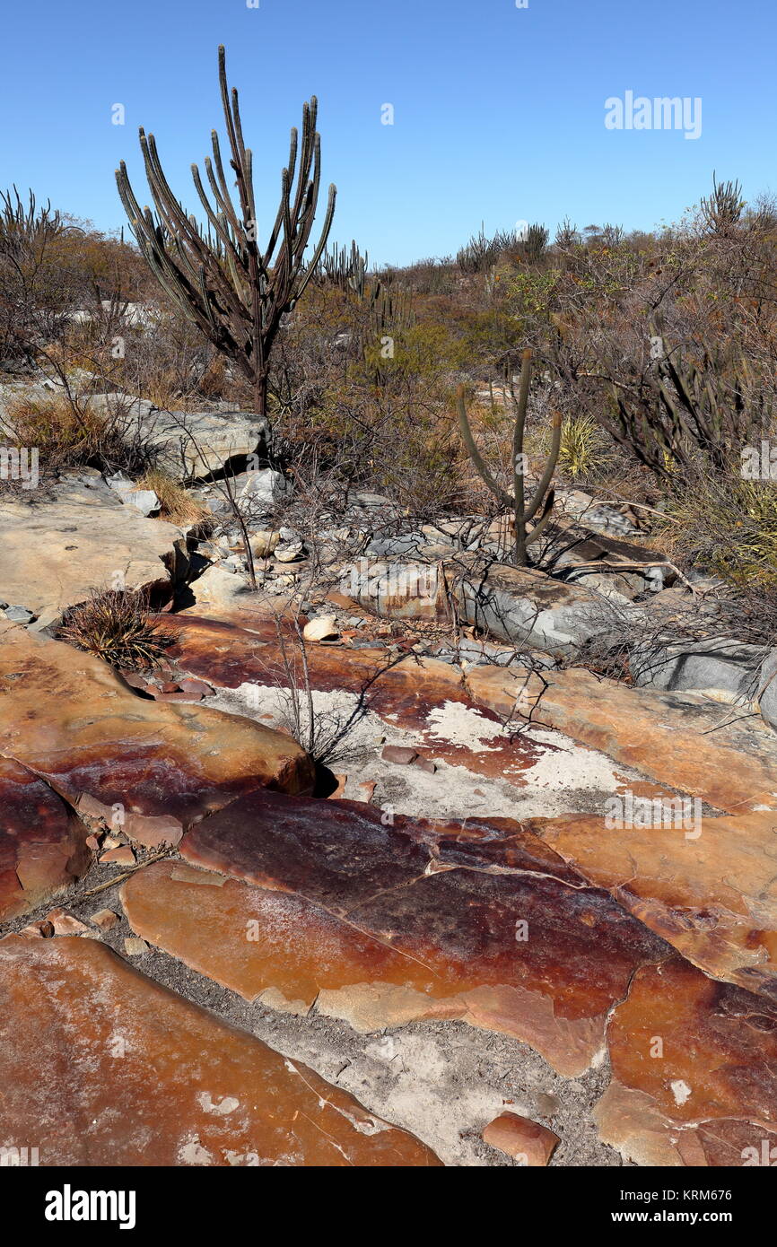 the landscape of the caatinga in brazil Stock Photo - Alamy
