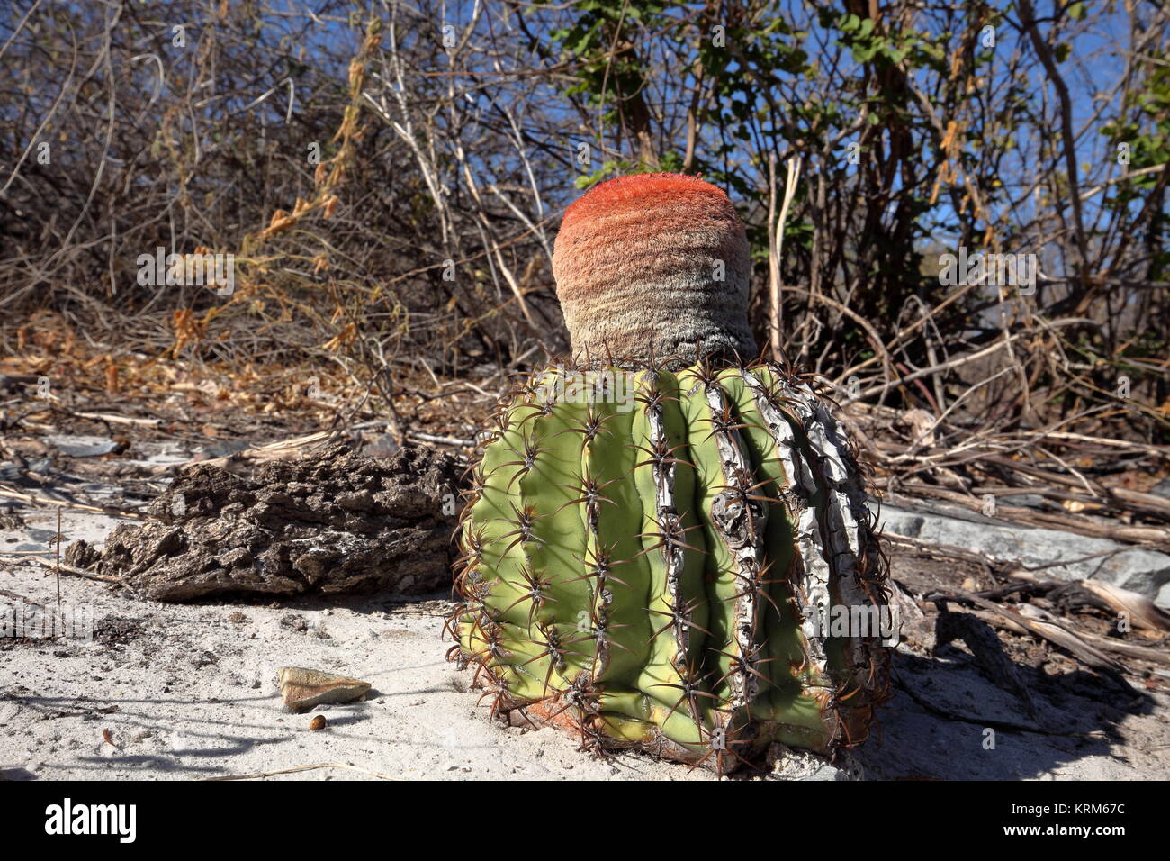 melocactus turk cap cactus Stock Photo - Alamy