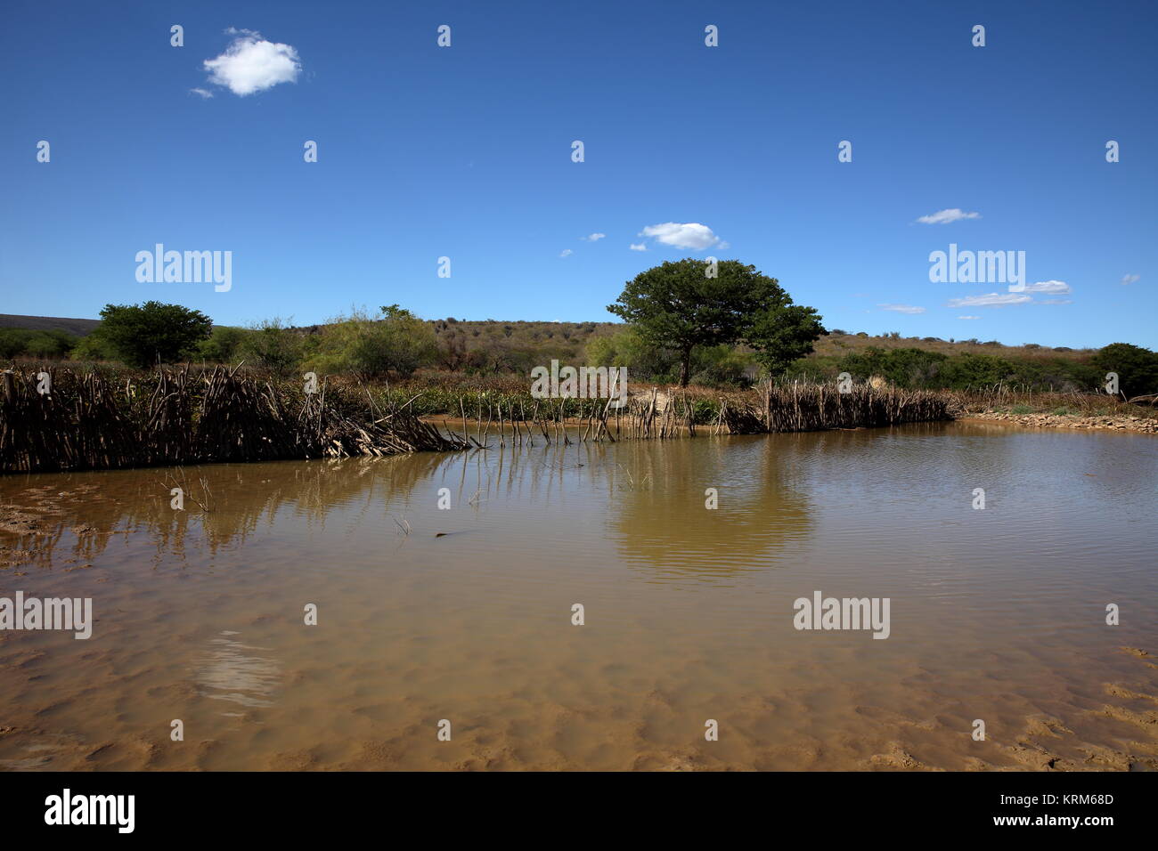the landscape of the caatinga in brazil Stock Photo - Alamy