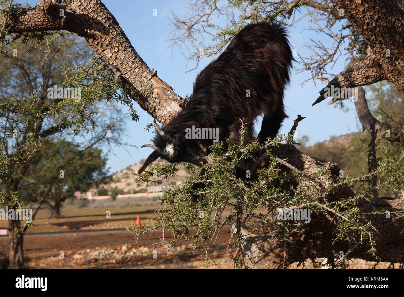 Argana l hi-res stock photography and images - Alamy
