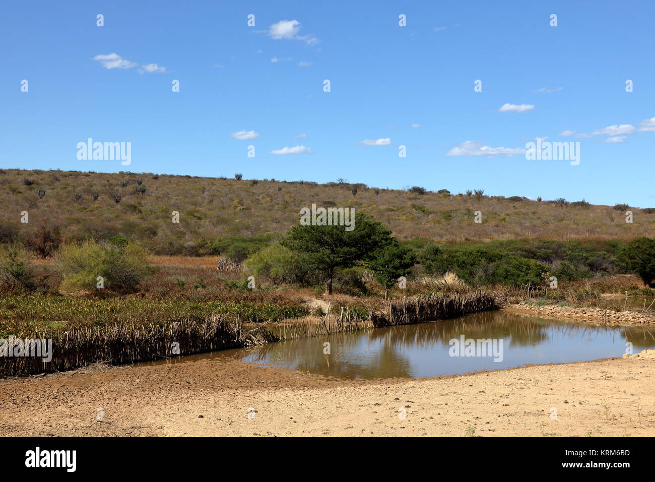 the landscape of the caatinga in brazil Stock Photo - Alamy