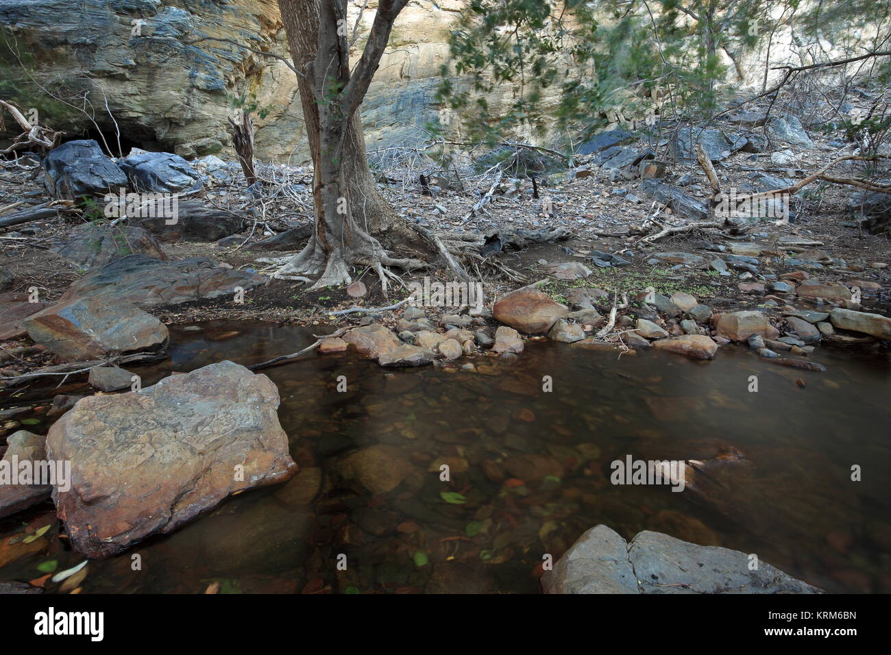 the landscape of the caatinga in brazil Stock Photo - Alamy