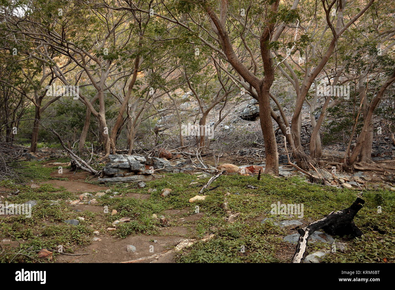 the landscape of the caatinga in brazil Stock Photo - Alamy