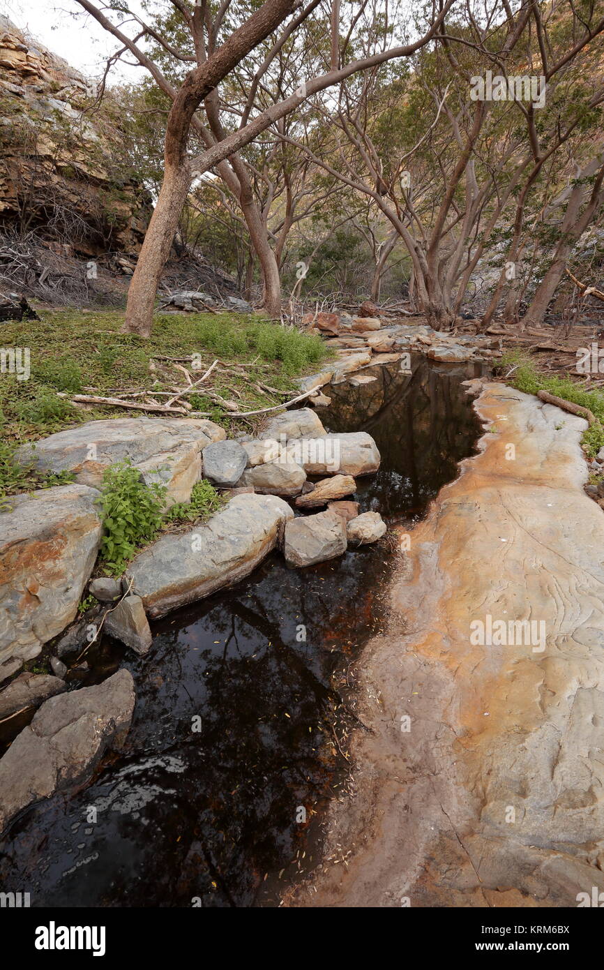 the landscape of the caatinga in brazil Stock Photo - Alamy