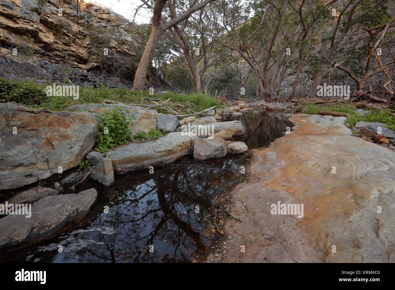 the landscape of the caatinga in brazil Stock Photo - Alamy