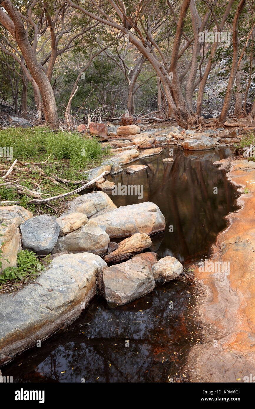 the landscape of the caatinga in brazil Stock Photo - Alamy