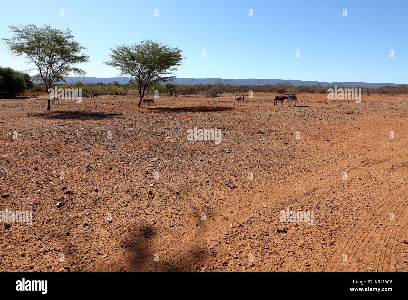 the landscape of the caatinga in brazil Stock Photo - Alamy